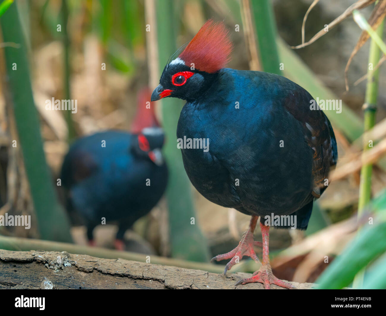 Crested wood partridge Rollulus rouloul. roul-roul, red-crowned wood ...