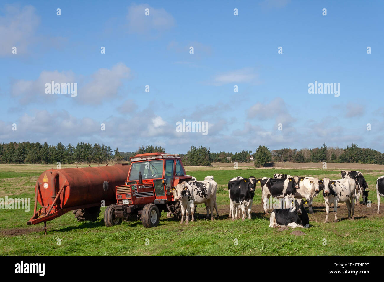 Jutland cattle hi-res stock photography and images - Alamy
