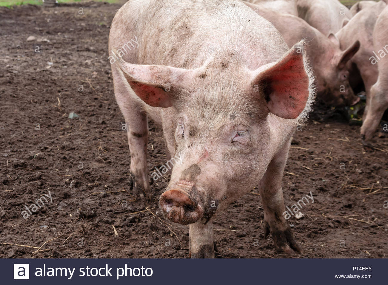 Pig Farm Denmark Stock Photos & Pig Farm Denmark Stock Images - Alamy
