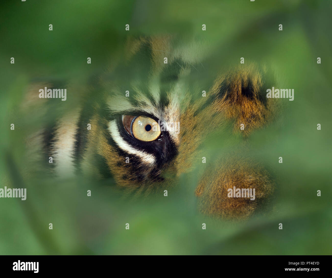 Sunda tiger hi-res stock photography and images - Alamy