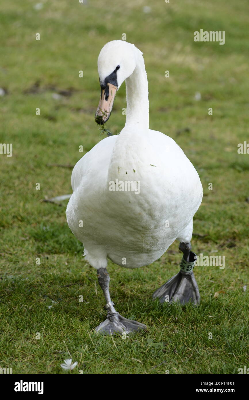 Edinburgh bird hi-res stock photography and images - Alamy