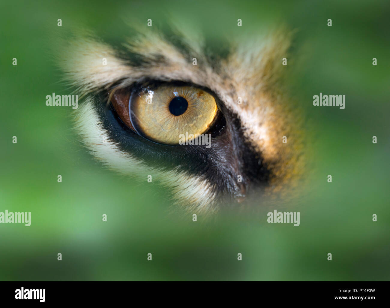 Eye of the Sumatran tiger Panthera tigris sondaica CAPTIVE Stock Photo ...