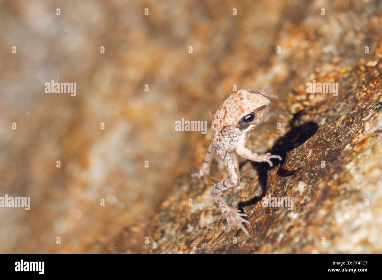 Beautiful isolated frog swimming in cold mountain water Stock Photo - Alamy