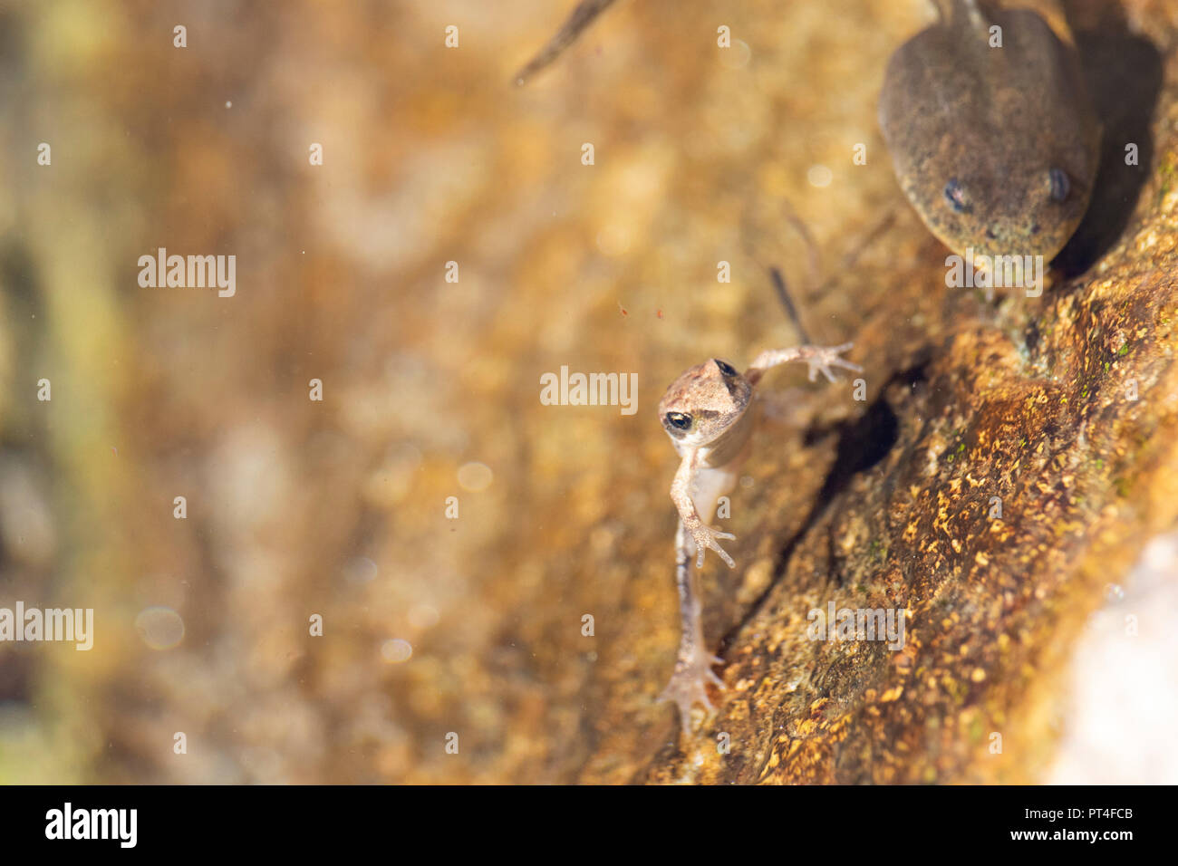 Beautiful isolated frog swimming in cold mountain water Stock Photo - Alamy