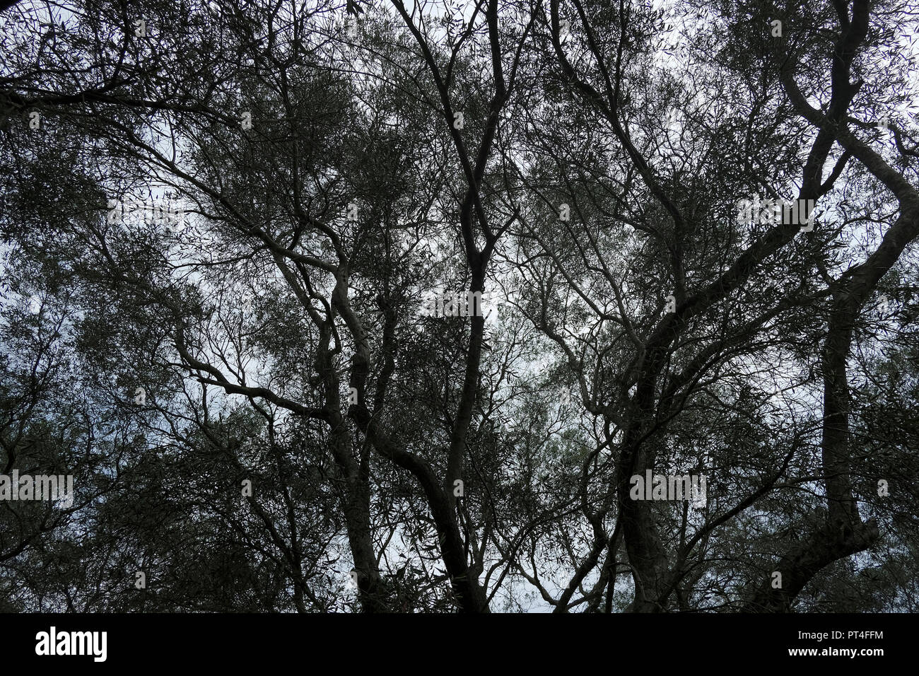 Olive Trees Corfu Europe Greece Stock Photos & Olive Trees Corfu Europe ...