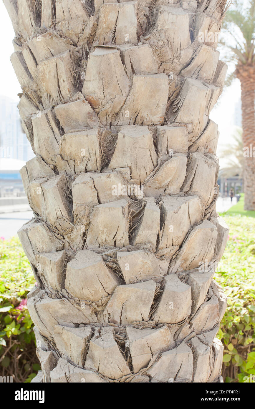 texture of palm tree bark Stock Photo - Alamy