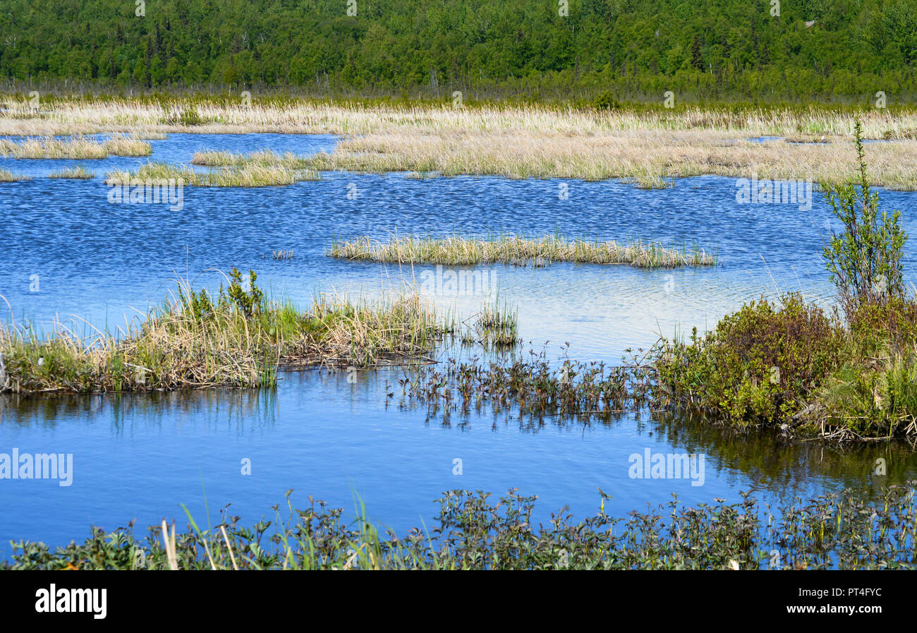 Summer pond hi-res stock photography and images - Alamy