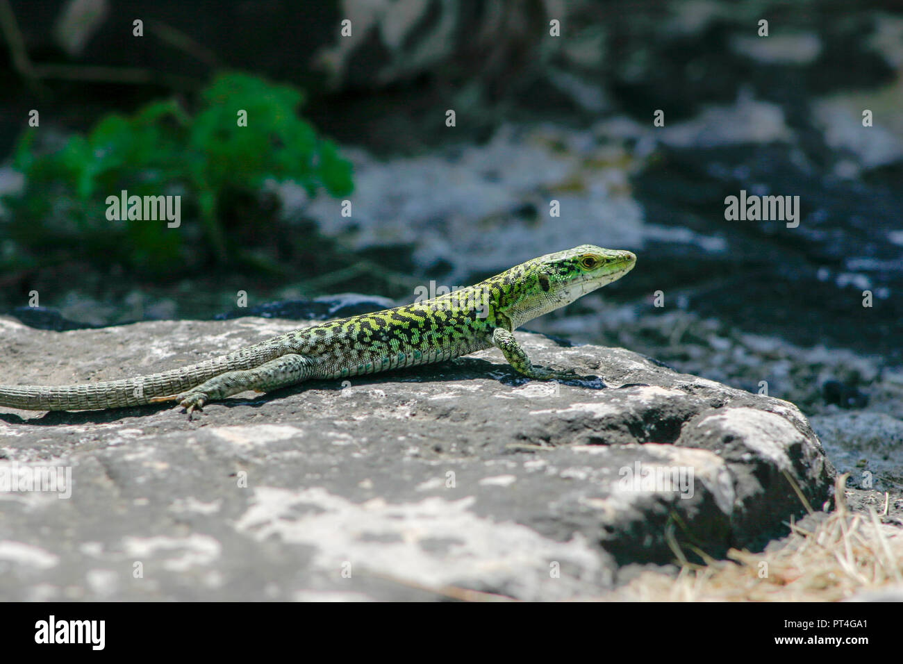Sicilian Wall Lizard (Podarcis waglerianus) on a Rock Stock Photo - Alamy