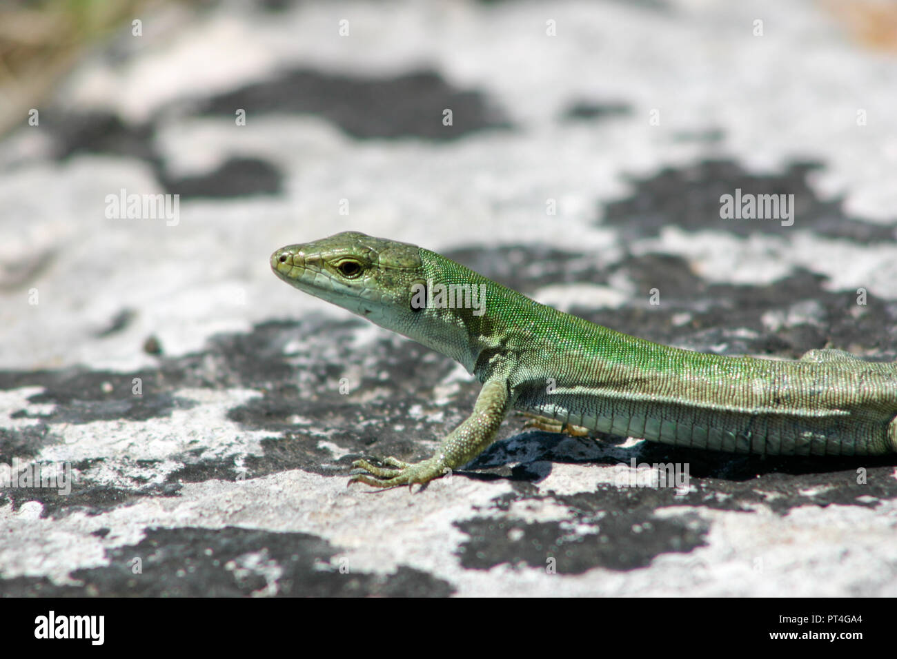 Sicilian Wall Lizard (Podarcis waglerianus) on a Rock Stock Photo - Alamy