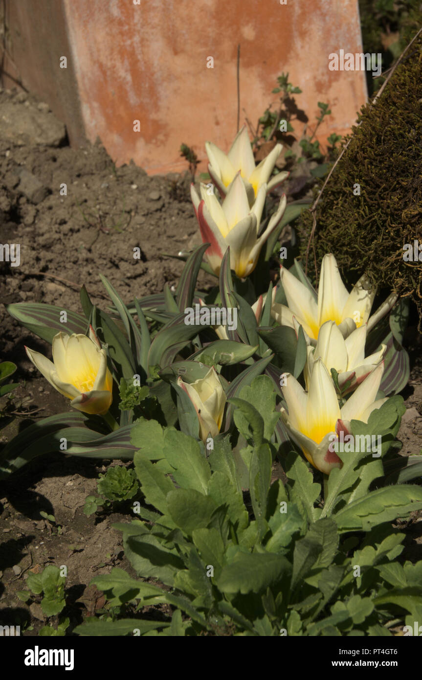 Bicoloured dwarf tulips flowering in Swiss cottage garden, Walenstadt ...