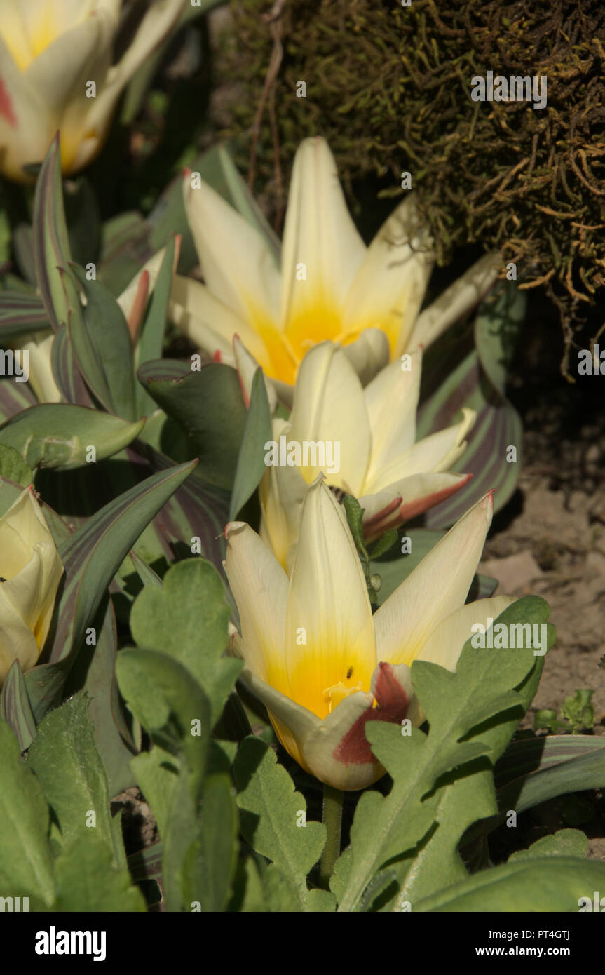 Spring bulbs; dwarf tulips in Swiss cottage garden, Walenstadt Stock ...