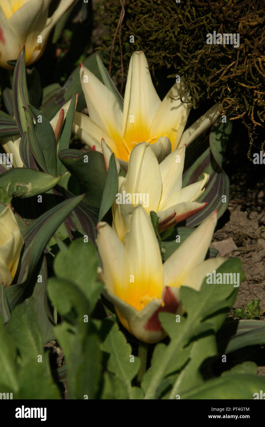 Dwarf spring bulbs hi-res stock photography and images - Alamy