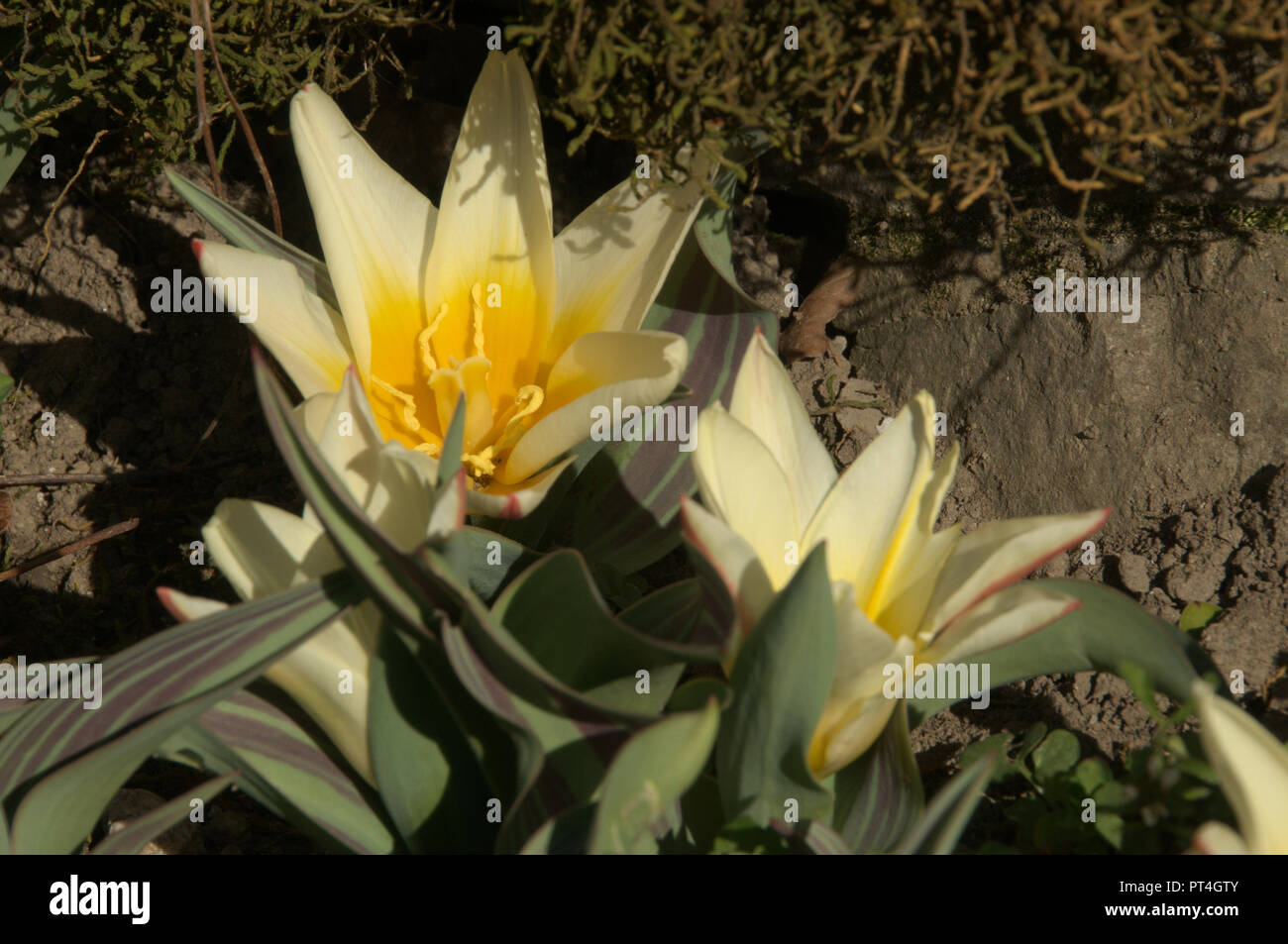 Dwarf tulip bulbs hi-res stock photography and images - Alamy