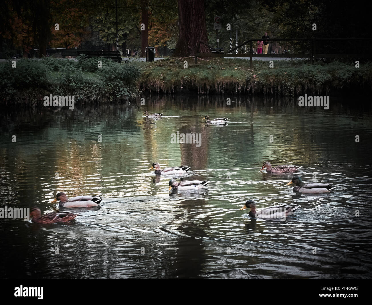 Shot of the Lambro Park in Milan in autumn Stock Photo - Alamy