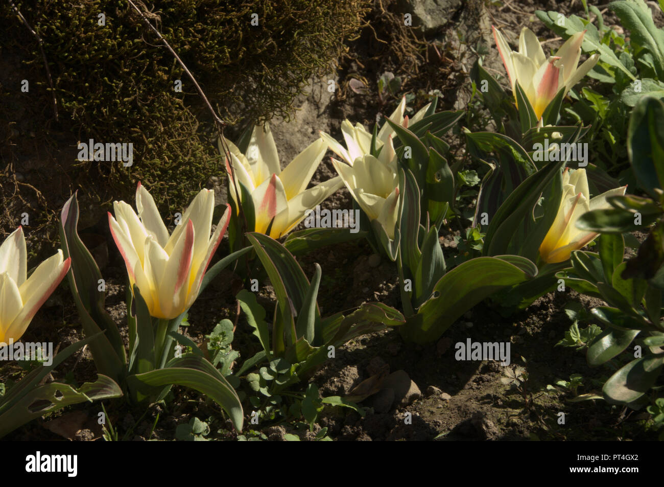 Bicoloured dwarf tulips flowering in Swiss cottage garden, Walenstadt ...