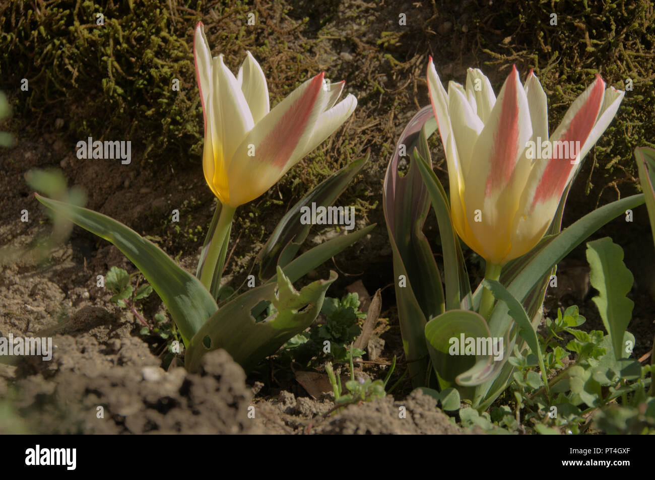 Bicoloured dwarf tulips flowering in Swiss cottage garden, Walenstadt ...