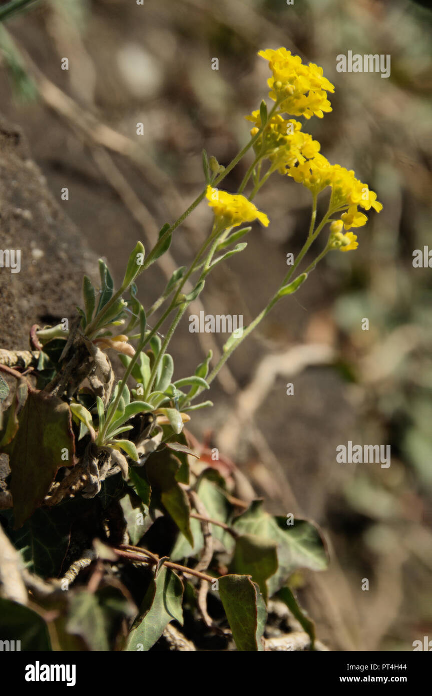 Yellow Alyssum flowering in Swiss cottage garden, Walenstadt Stock ...