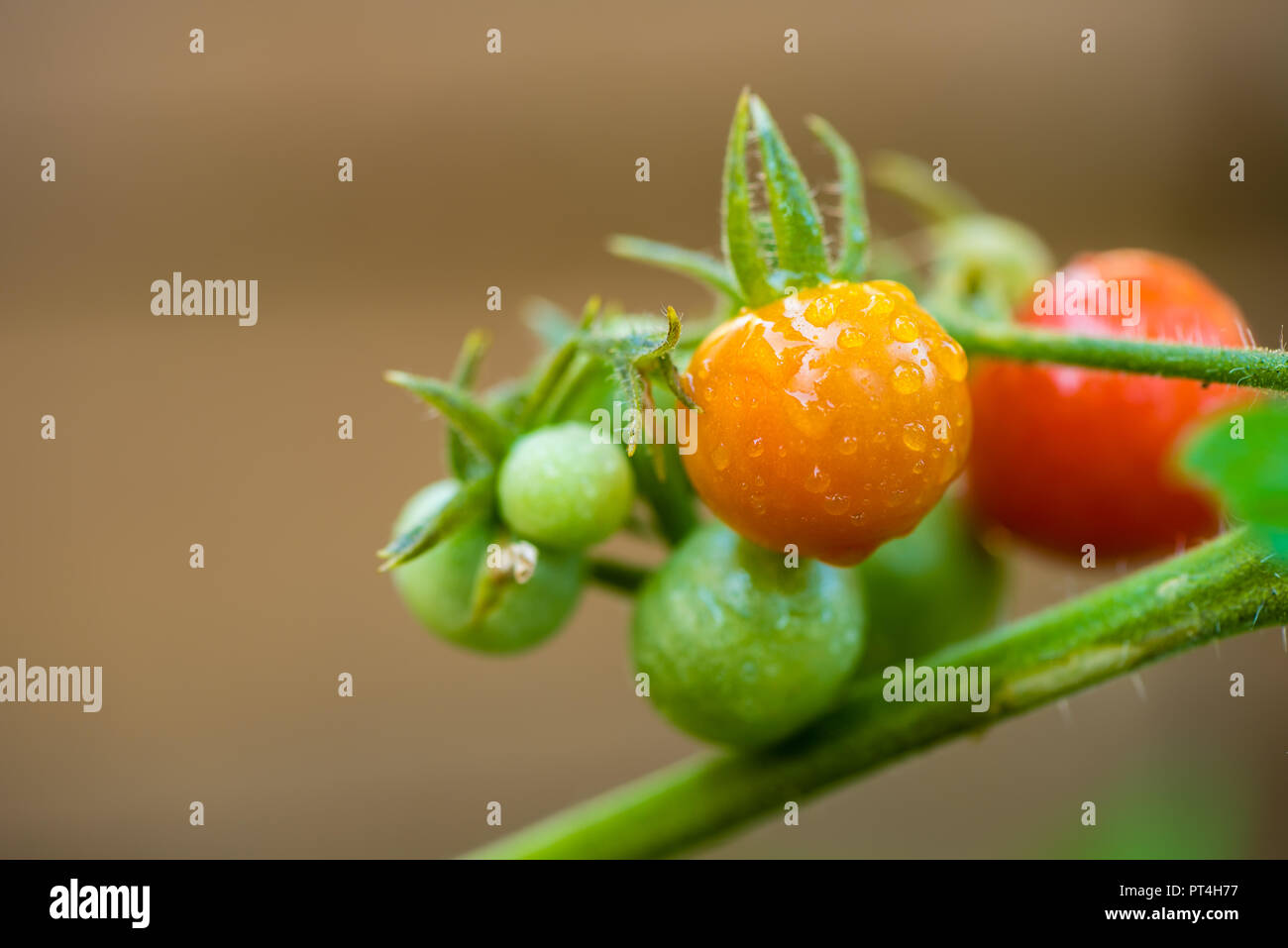 Close-up of a vine of young and fresh tiny tomato with water drops ...