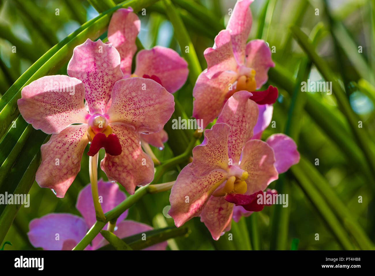 Vanda bensonii bateman hi-res stock photography and images - Alamy