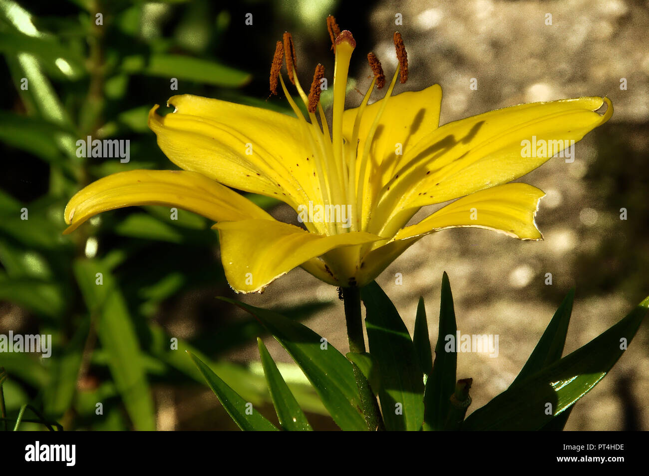 Yellow lily flowering in Swiss cottage garden, Berschis, Swiss Alps ...