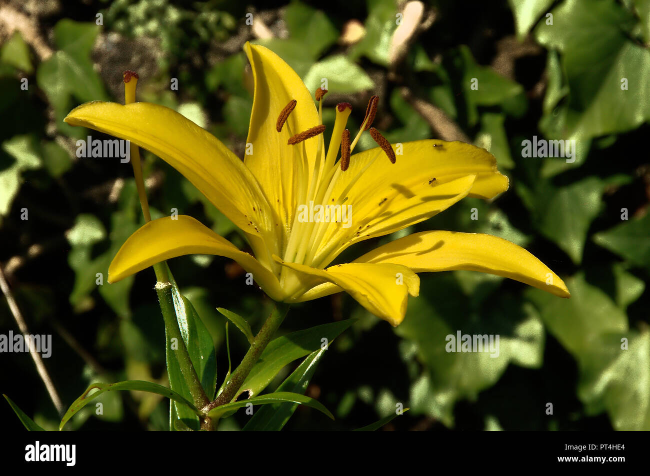 Yellow lily flowering in Swiss cottage garden, Berschis, Swiss Alps ...