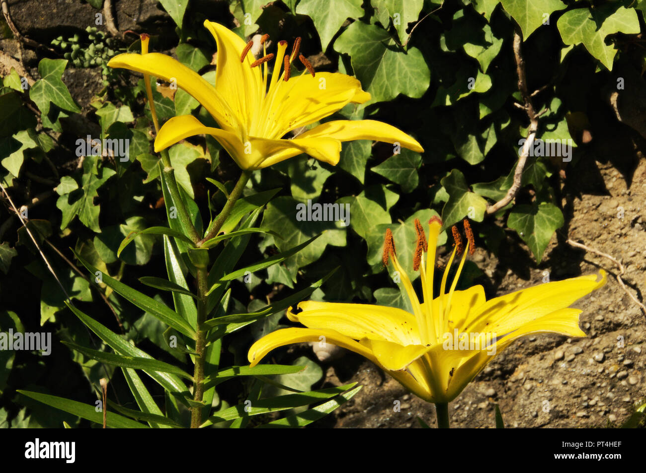 Yellow lily flowering in Swiss cottage garden, Berschis, Swiss Alps ...