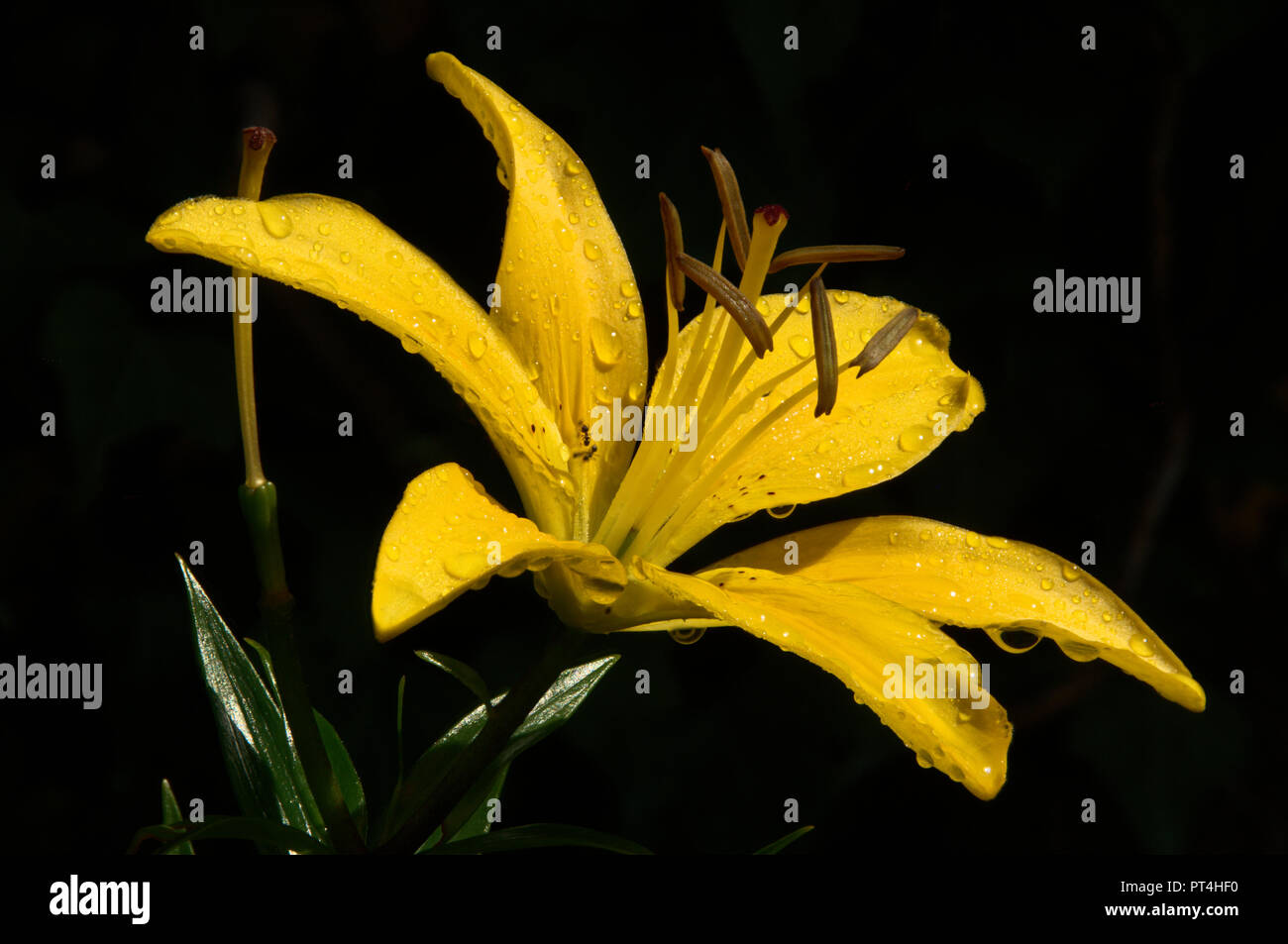Yellow lily flowering in Swiss cottage garden, Berschis, Swiss Alps ...