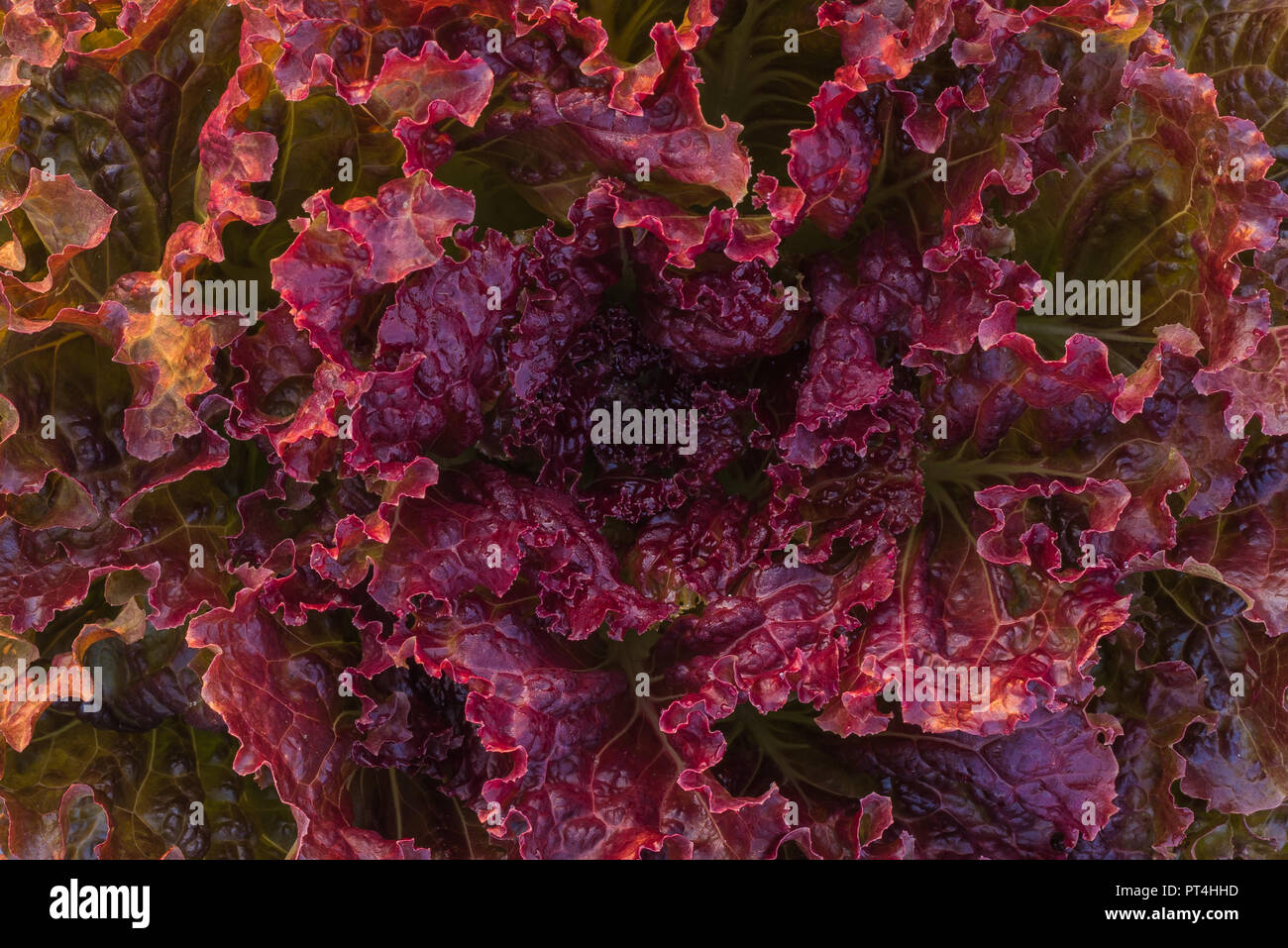 Close-up of young and fresh red oak leaf lettuce in an organic farm ...