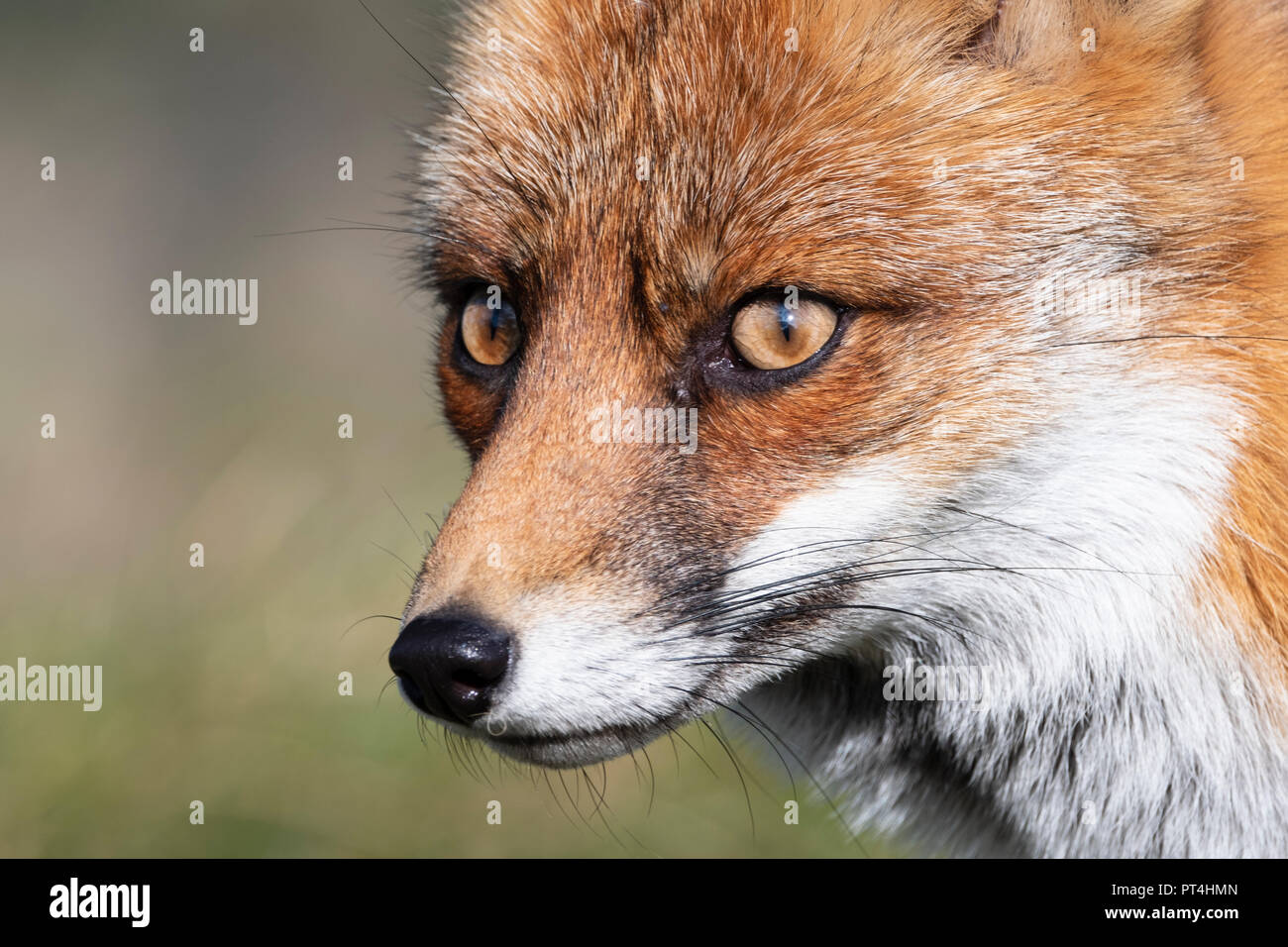 Head of a staring European red fox (Vulpes vulpes) close up Stock Photo ...