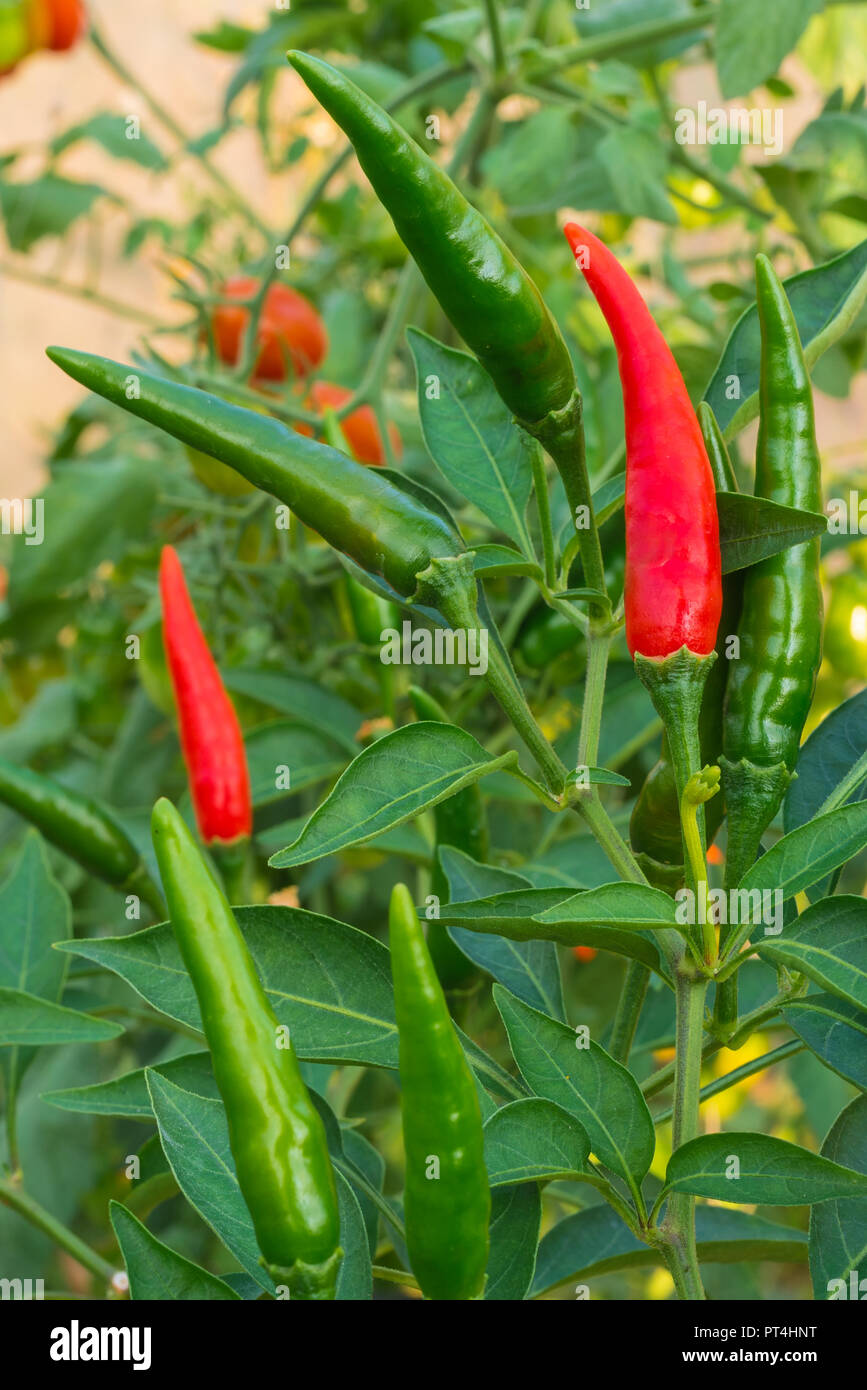 Bird pepper hi-res stock photography and images - Alamy