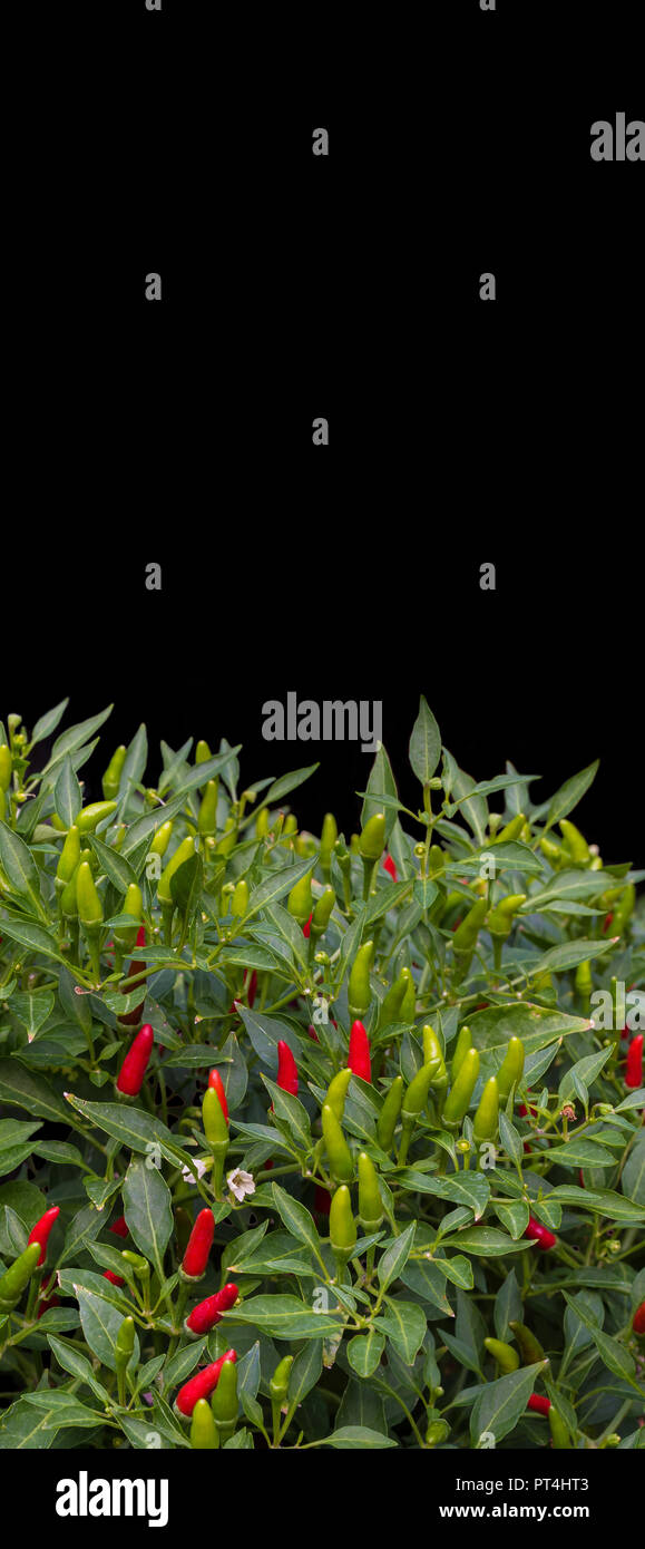 Thai bird pepper or guinea pepper one of the hottest chilli in Thailand ...