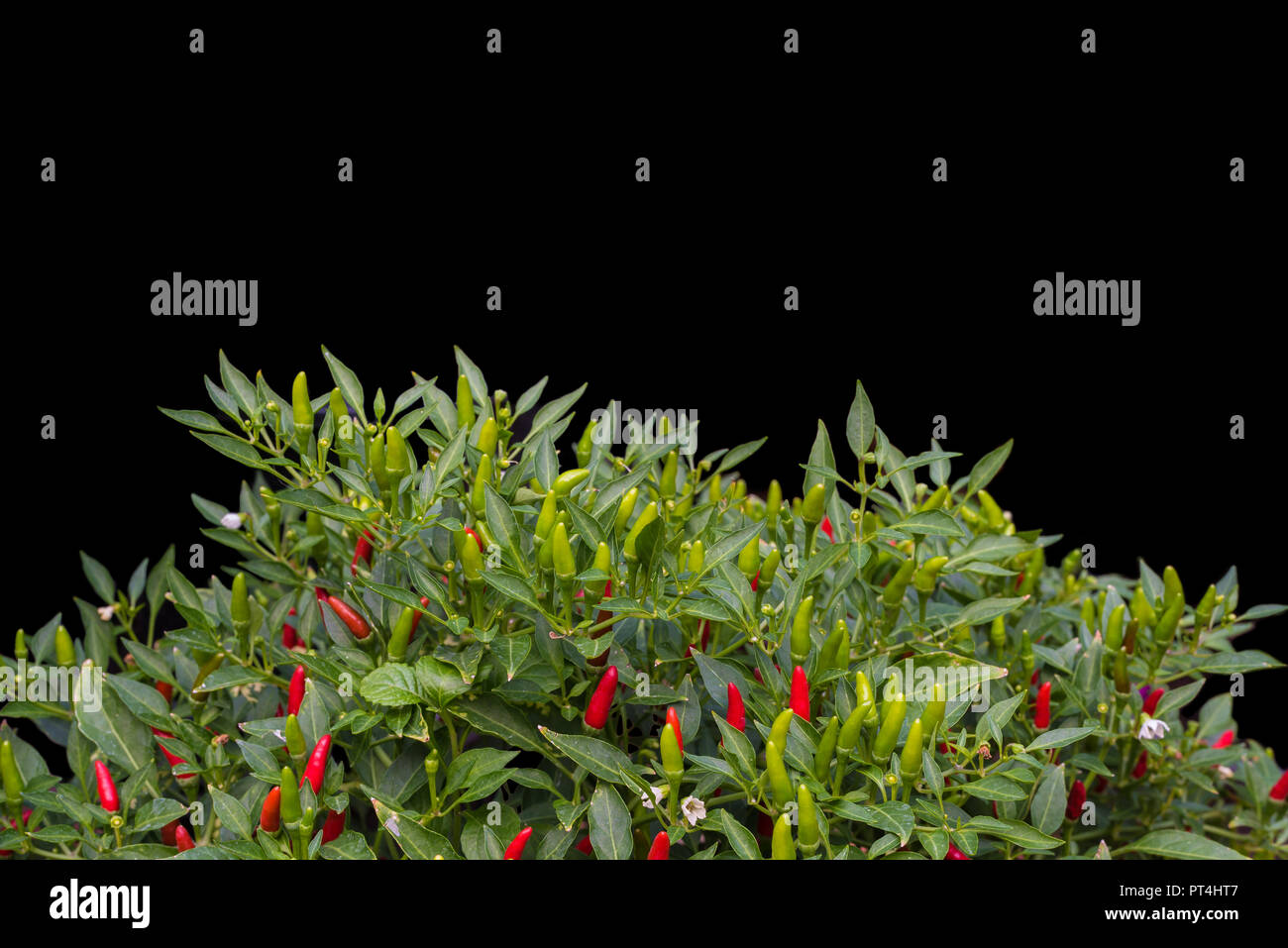 Thai bird pepper or guinea pepper one of the hottest chilli in Thailand ...