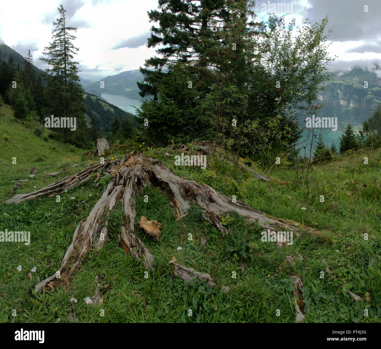 Alpine meadow with tree stump hi-res stock photography and images - Alamy