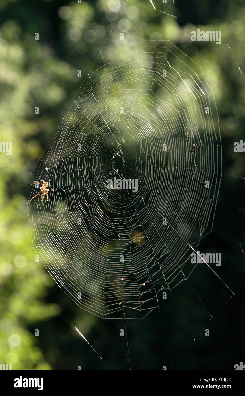 Araneus sp.; orb web and spider in Swiss cottage garden Stock Photo - Alamy