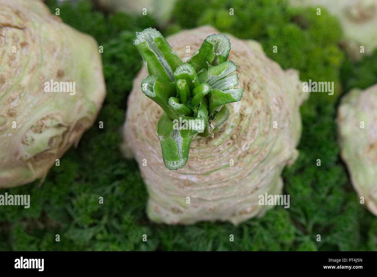 Celeric hi-res stock photography and images - Alamy