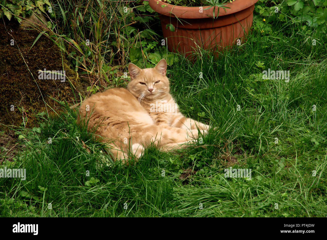 Ginger tomcat chilling on Swiss cottage garden lawn Stock Photo - Alamy