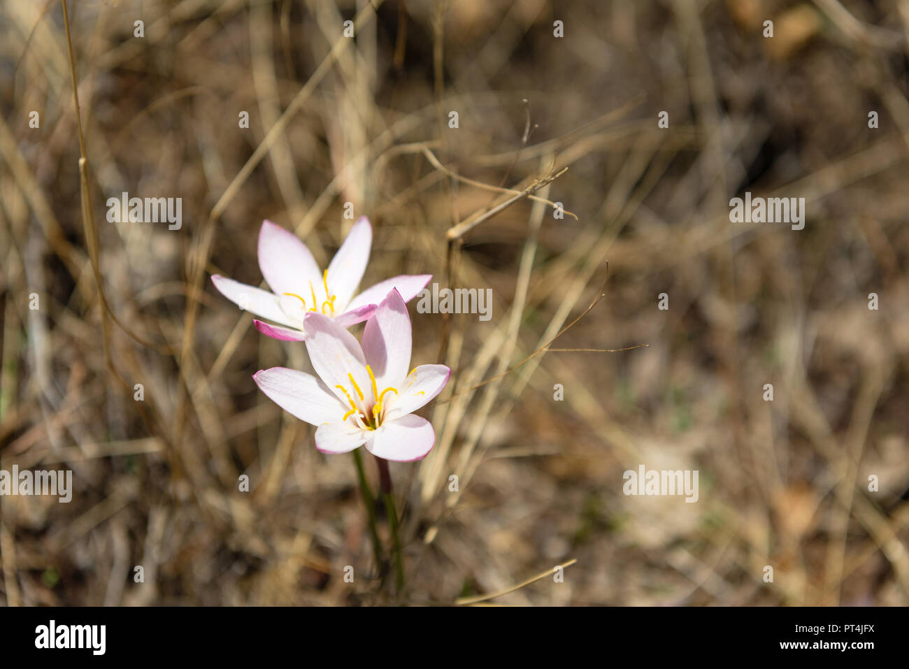Flower in the desert landscape of Sierra Madre de Oaxaca Stock Photo ...