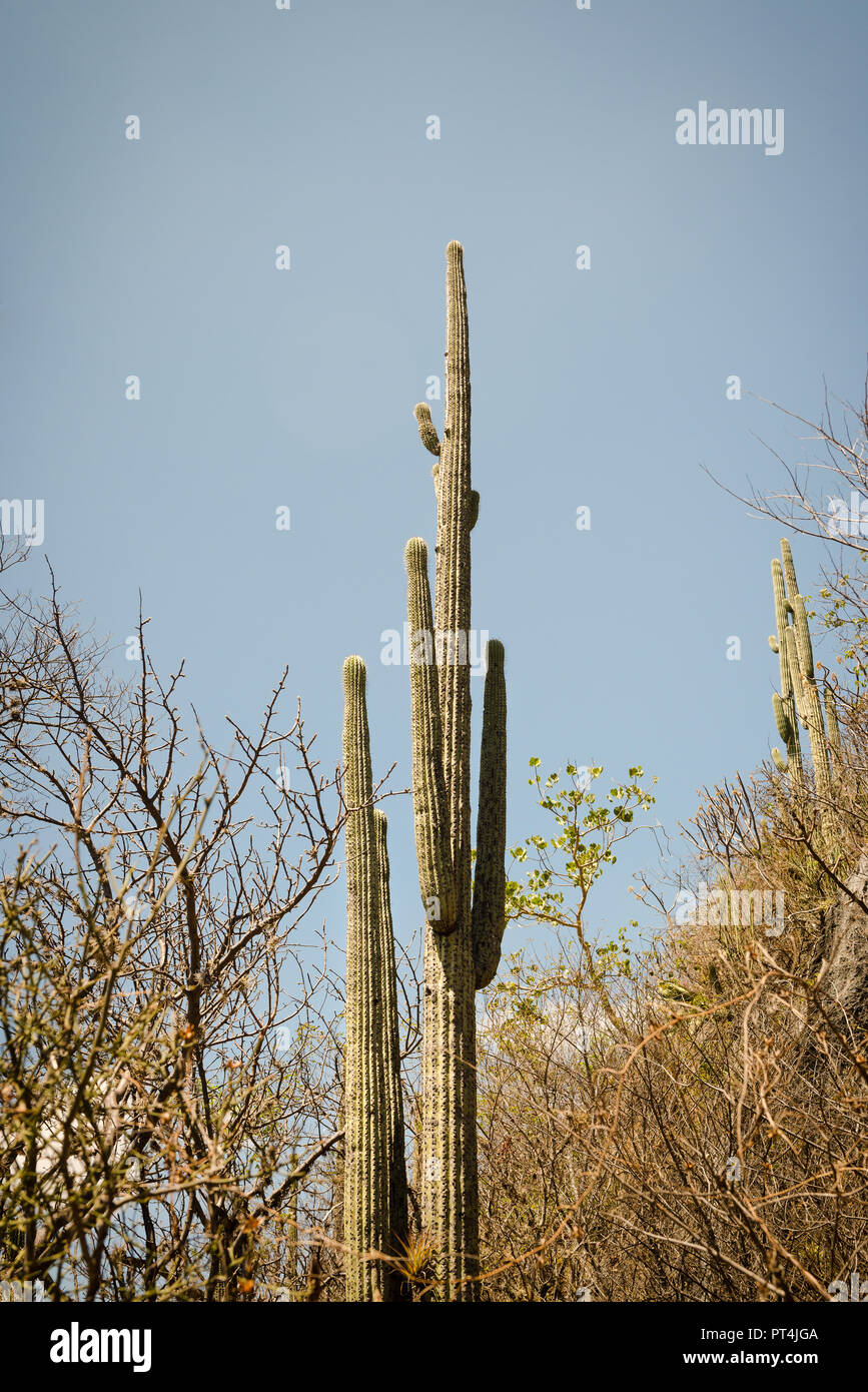 Cactus plant in the desert landscape of Sierra Madre de Oaxaca Stock ...