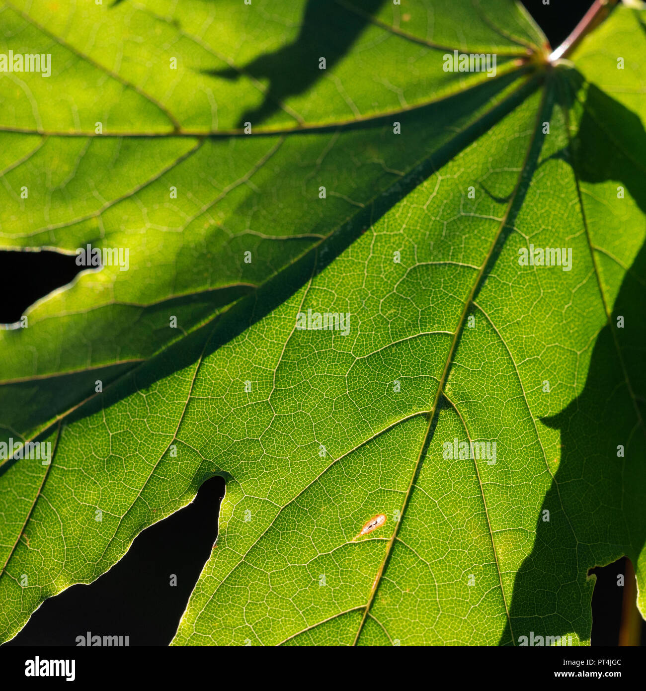 Plane Tree Leaf High Resolution Stock Photography and Images - Alamy
