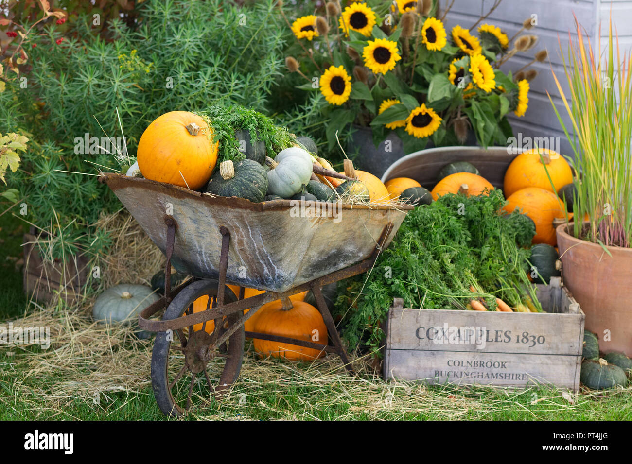 Vegetable display at an autumn show.j Stock Photo - Alamy