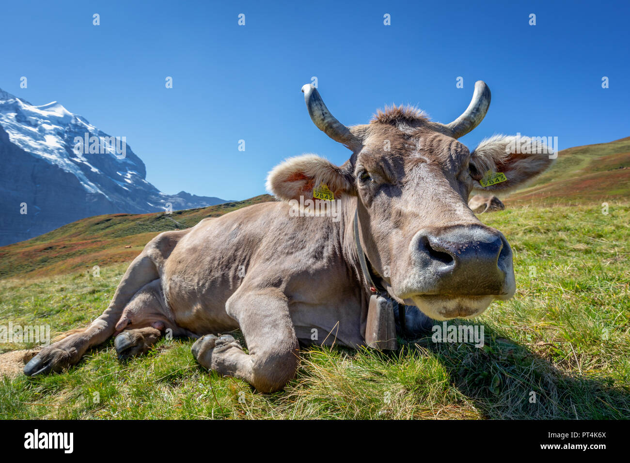 Traditional swiss dairy farm hi-res stock photography and images - Alamy