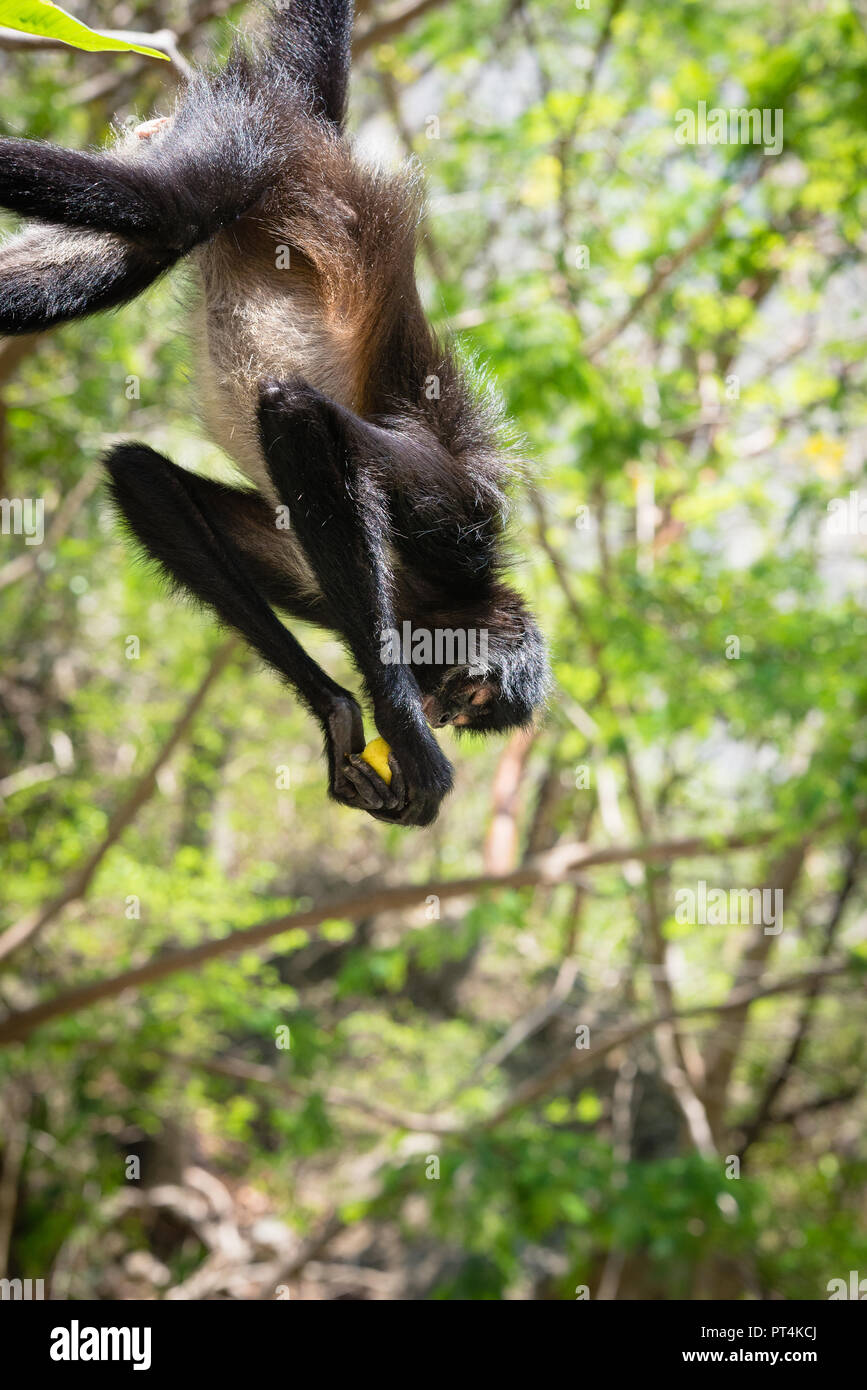 Spider monkey in the jungle at Sumidero Canyon, Chiapas, Mexico Stock ...