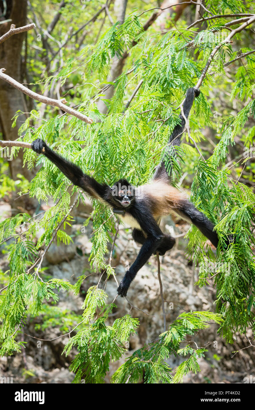 Spider monkey in the jungle at Sumidero Canyon, Chiapas, Mexico Stock ...
