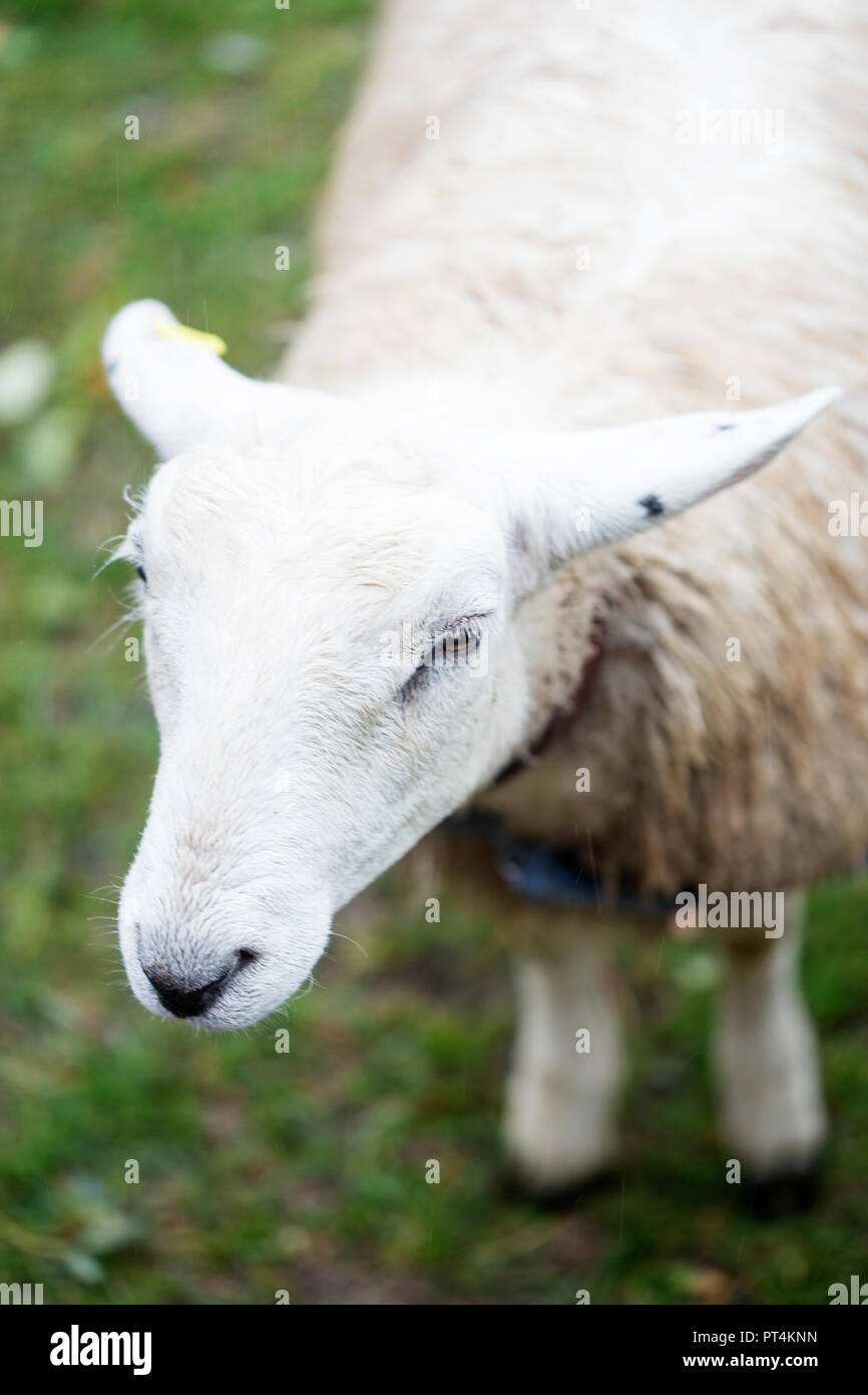 Sheep inside house hi-res stock photography and images - Alamy