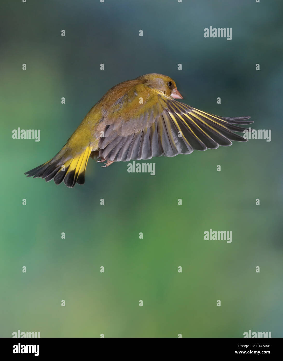 Greenfinch frozen in flight (revised image Stock Photo - Alamy