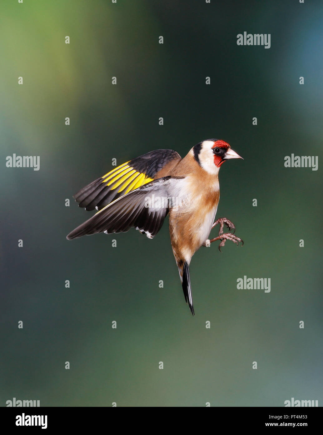 Goldfinch in flight hi-res stock photography and images - Alamy