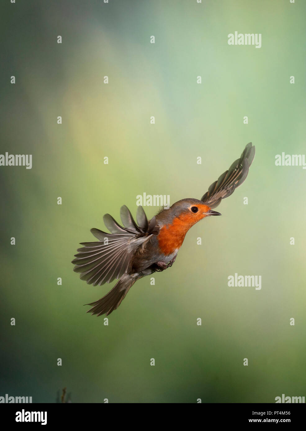 Robin flying hi-res stock photography and images - Alamy