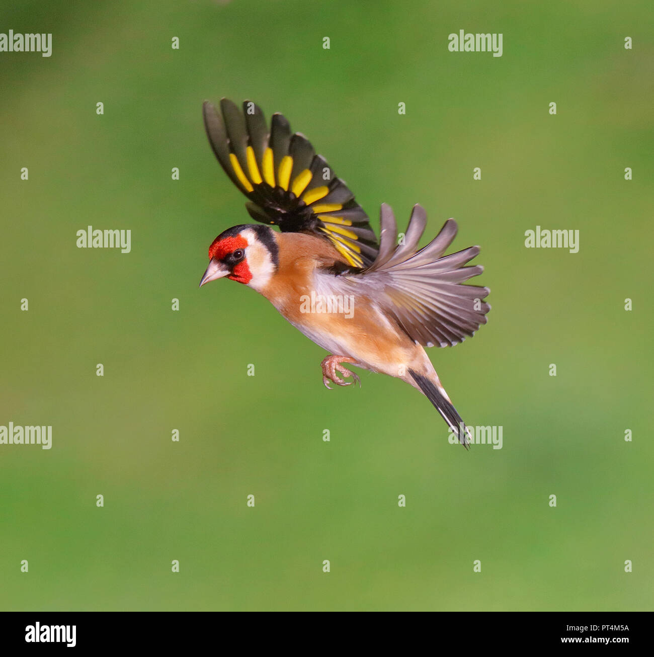 Goldfinch in flight hi-res stock photography and images - Alamy