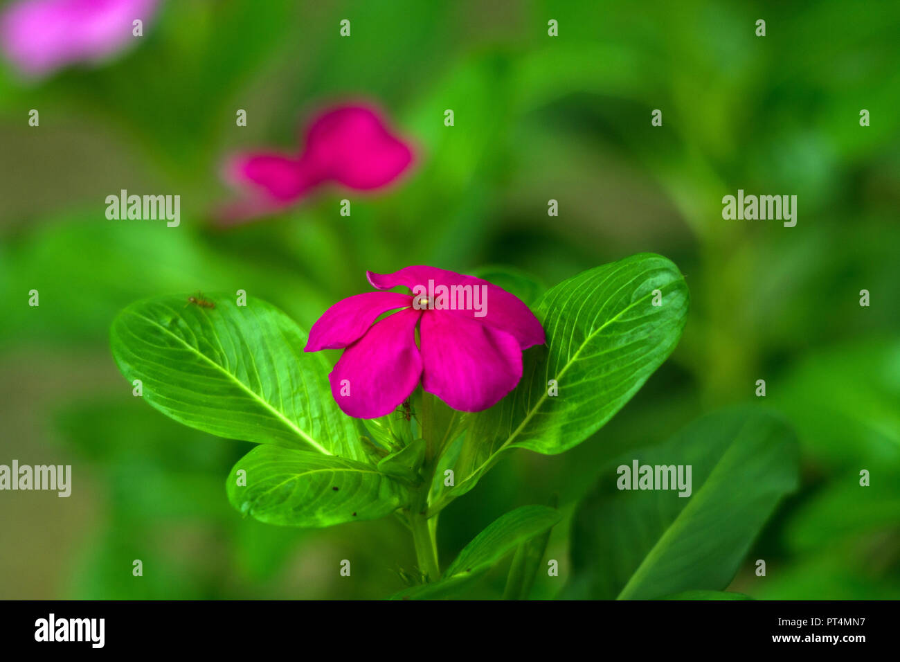 Rosy periwinkle hi-res stock photography and images - Alamy