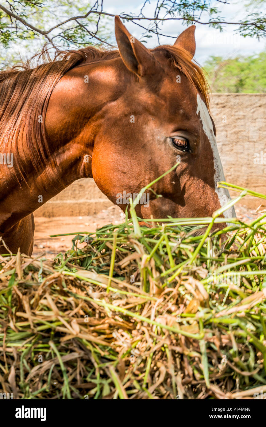 Horse eating hay in stable hi-res stock photography and images - Alamy